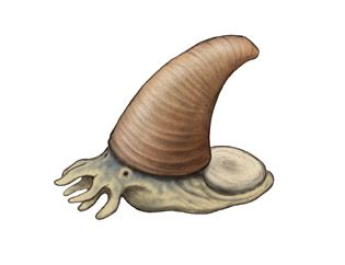 Octopus, Cuttlefish And Squid | Marine Science Ireland