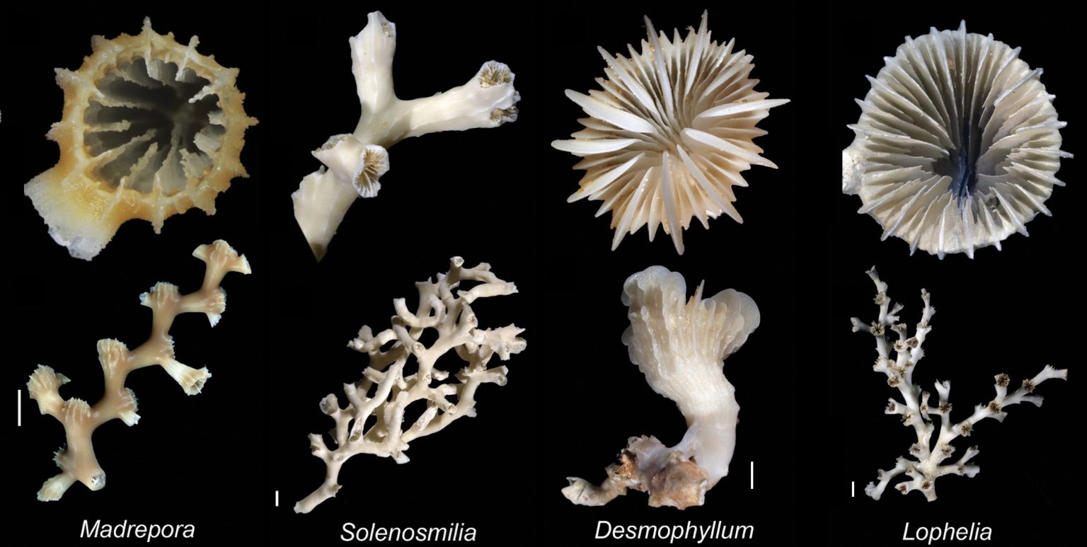 Cold Water Corals | Marine Science Ireland